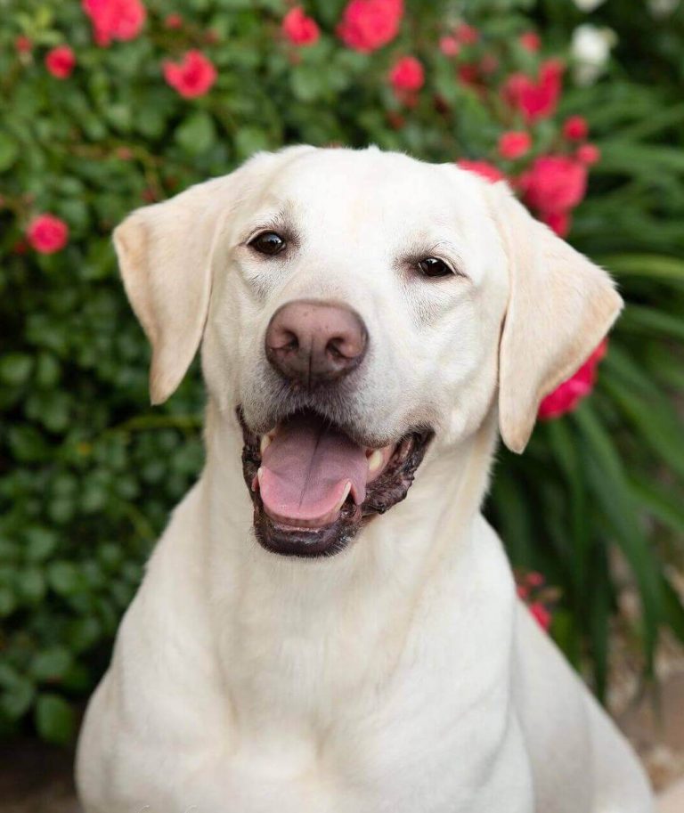 15 Cool Facts About Labradors - The Dogman