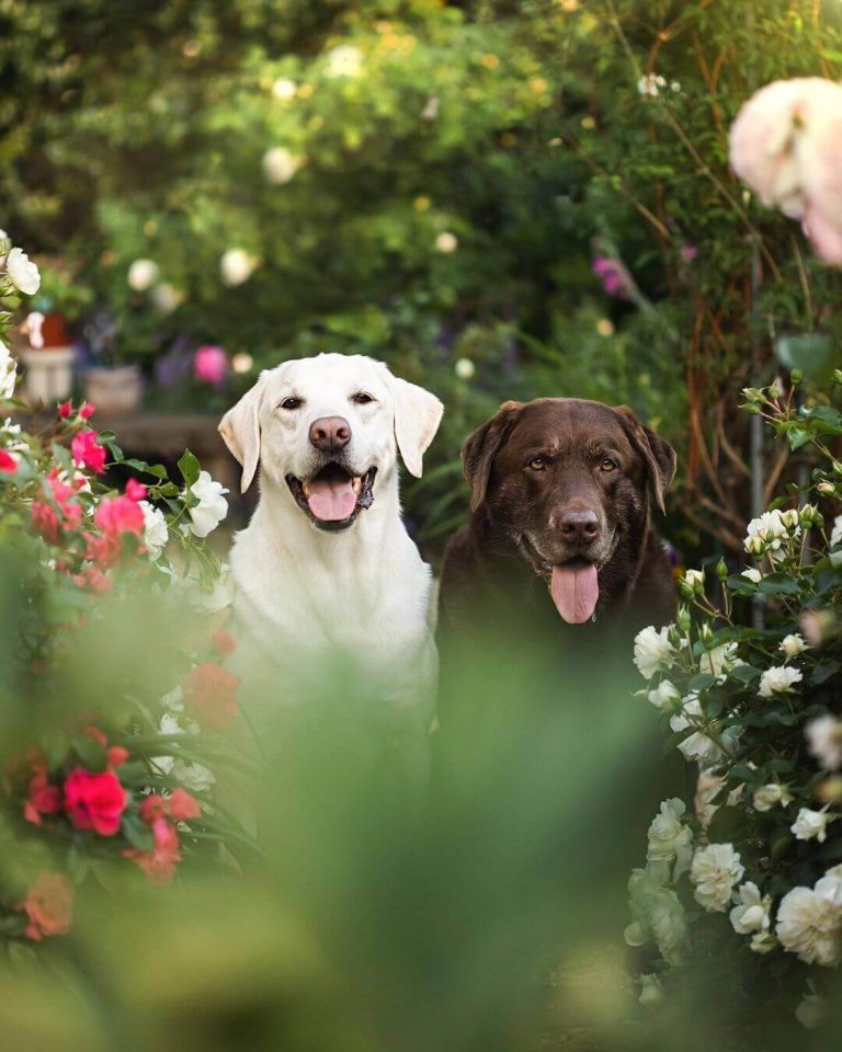 15 Cool Facts About Labradors - The Dogman