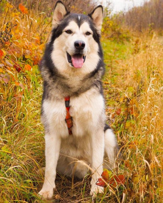 14 Adorable Pics Proving That Alaskan Malamute Dogs Like Autumn - The ...