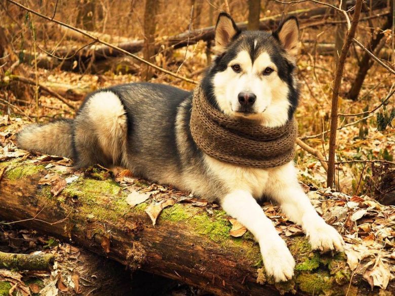 14 Adorable Pics Proving That Alaskan Malamute Dogs Like Autumn - The ...
