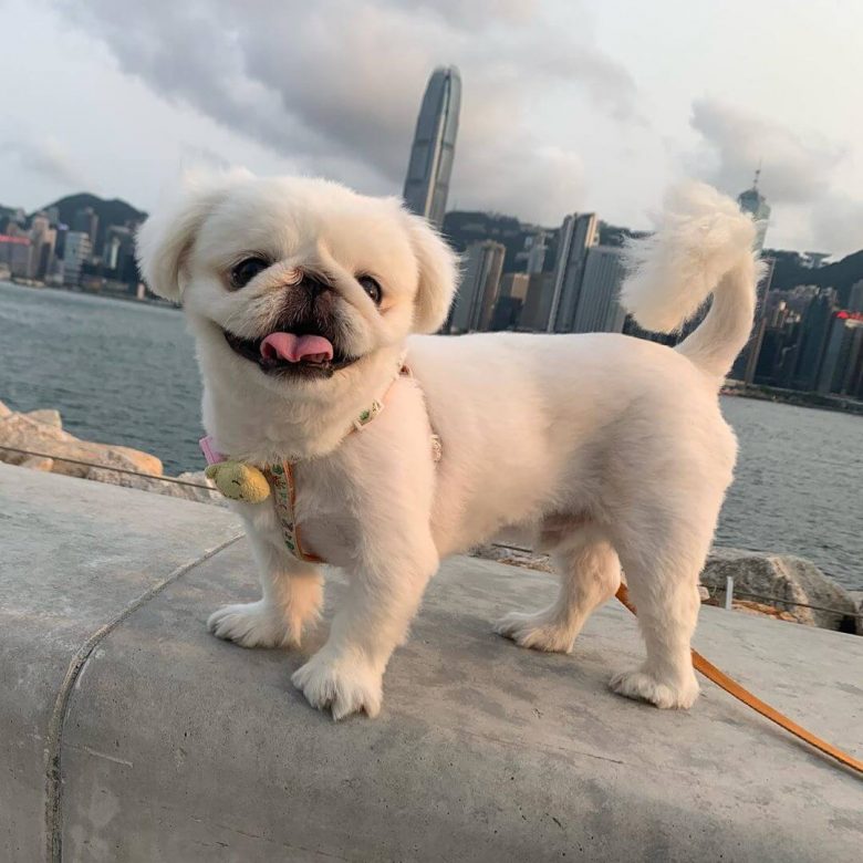 14 Pekingese Pics That Will Make You Laugh - The Dogman