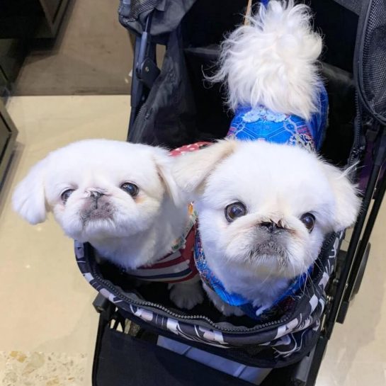 14 Pekingese Pics That Will Make You Laugh - The Dogman