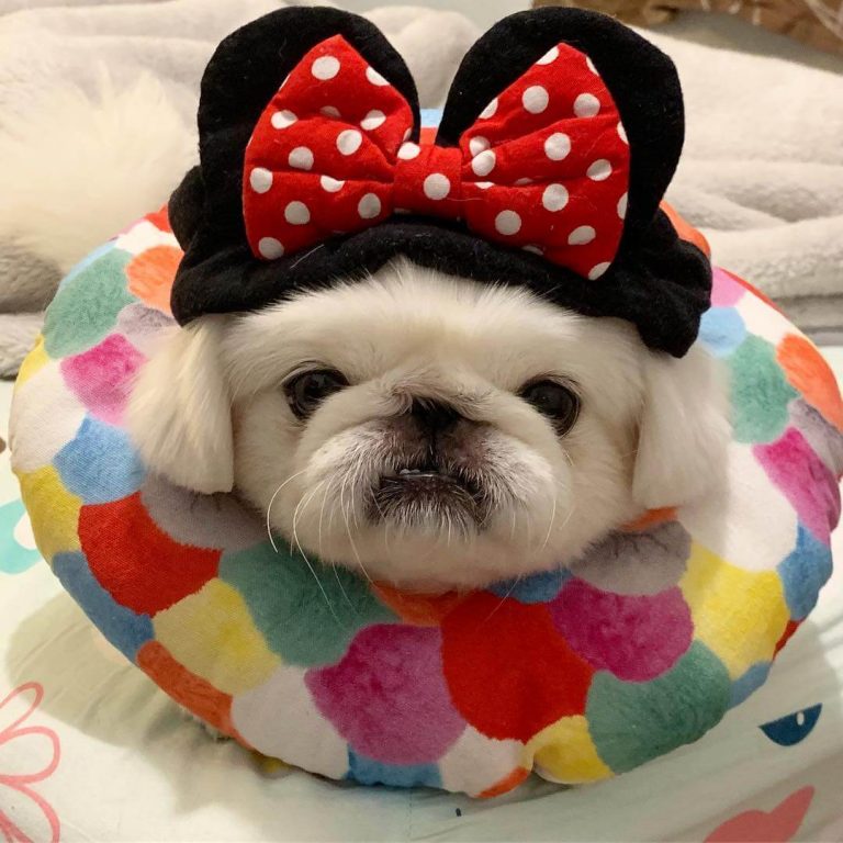 14 Pekingese Pics That Will Make You Laugh - The Dogman