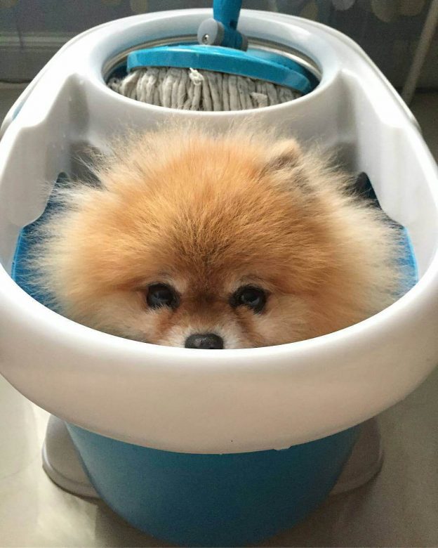 15 Absolutely Hilarious Pomeranian Pictures - The Dogman