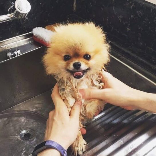 15 Absolutely Hilarious Pomeranian Pictures - Page 3 of 5 - The Dogman
