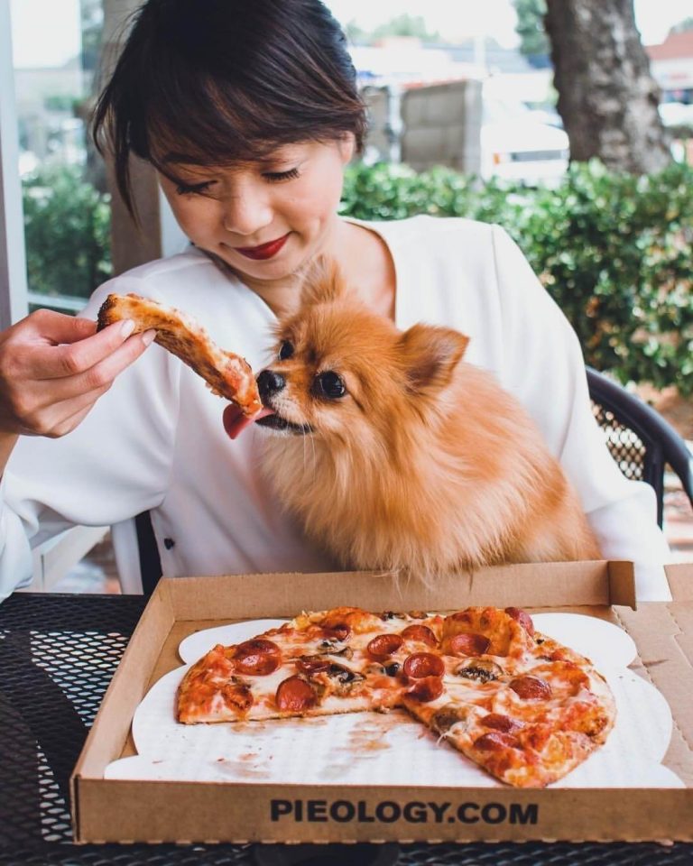 15 Hilarious Pomeranian Pictures That Will Make You Smile - The Dogman