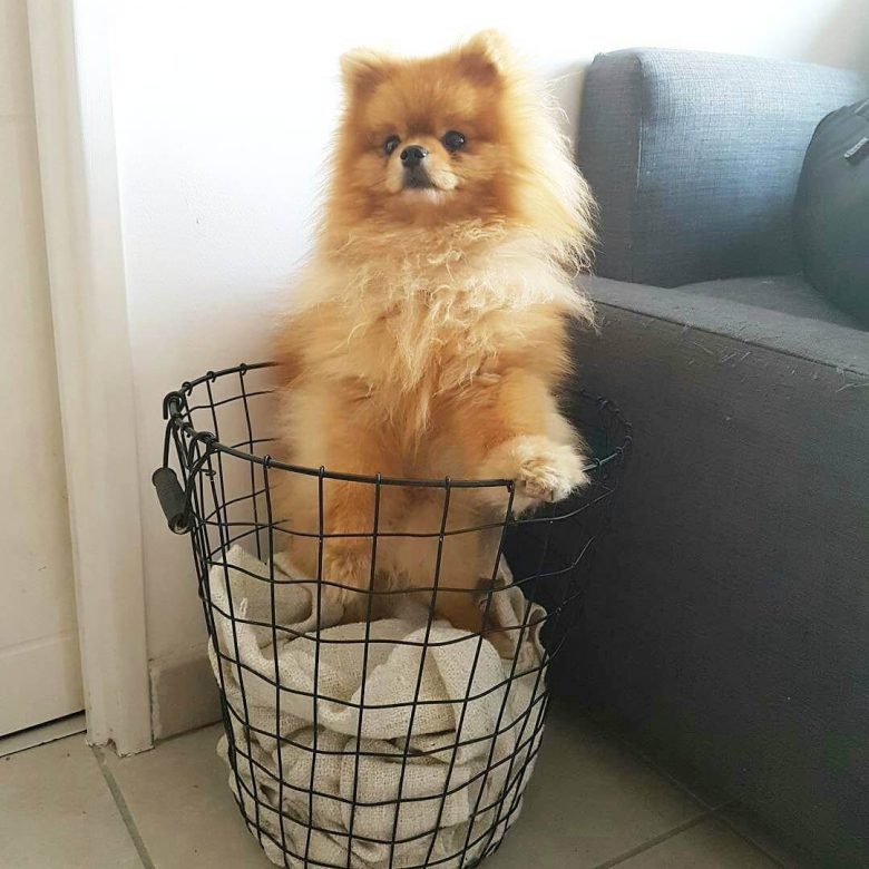 15 Hilarious Pomeranian Pictures That Will Make You Smile - Page 2 of 5 ...