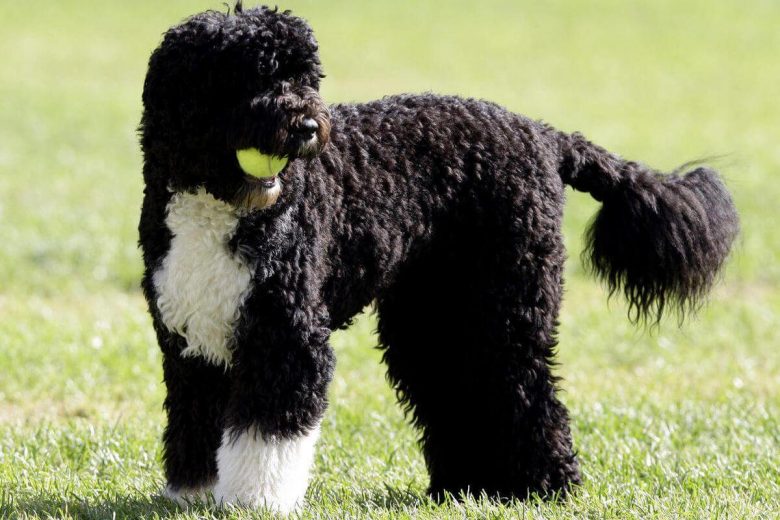 14 Interesting Facts About Portuguese Water Dogs - The Dogman