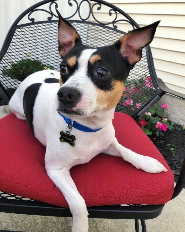 15 Amazing Facts About Rat Terriers You Probably Never Knew - The Dogman