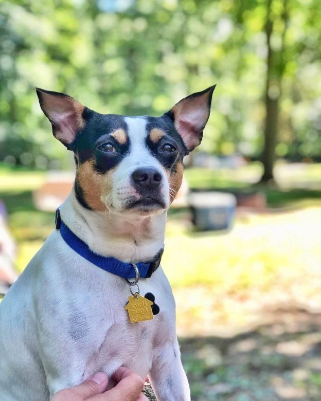 15 Amazing Facts About Rat Terriers You Probably Never Knew - The Dogman