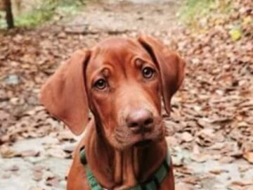 15 Cool Facts About Rhodesian Ridgebacks | Page 2 of 5 | The Dogman