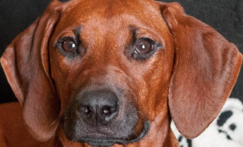 15 Interesting Facts About Rhodesian Ridgebacks - The Dogman