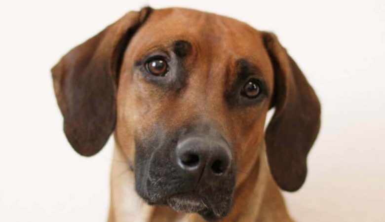 15 Interesting Facts About Rhodesian Ridgebacks - The Dogman