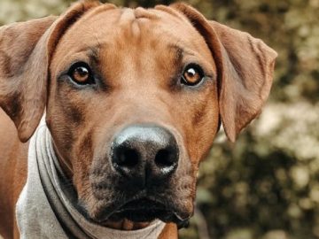 15 Cool Facts About Rhodesian Ridgebacks | Page 2 of 5 | The Dogman