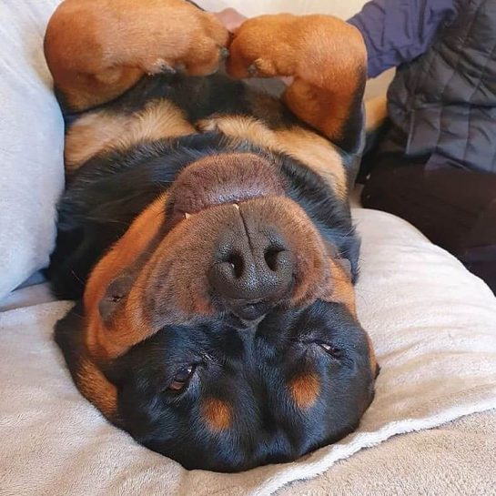 14 Pictures Only Rottweiler Pup Owners Will Think Are Funny - The Dogman
