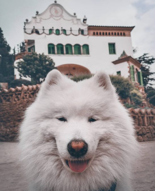 15 Absolutely Hilarious Samoyed Dogs - The Dogman
