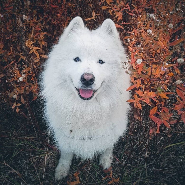 14 Adorable Pics Proving That Samoyeds Like Autumn - The Dogman