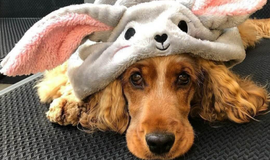 The Dogman: The Place for Dog Owners and Lovers
