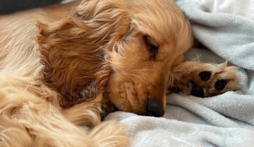 The Dogman: The Place for Dog Owners and Lovers