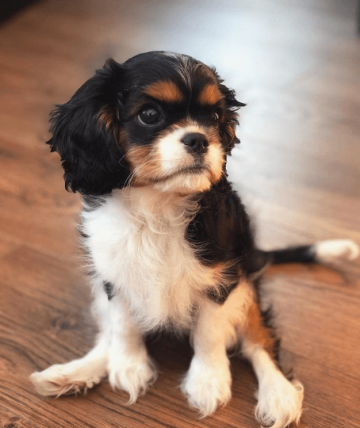 14 Funny Cavalier King Charles Spaniels That Will Save You From The ...