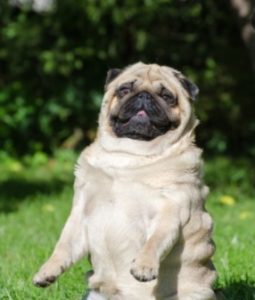 14 Pictures That Say Pugs Are Amazing - The Dogman