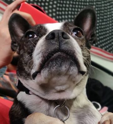 14 Funny Boston Terriers That Will Save You From The Autumn Blues in a ...