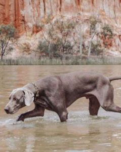 14 Funny Pictures Show That Weimaraners are the Funniest Dogs - The Dogman