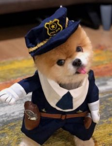 14 Best Pomeranian Pictures That Show That This Is A Wonderful Dog ...