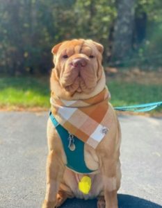 14 Shar-Pei Pics That’ll Keep You Smiling Through the Rest of This ...