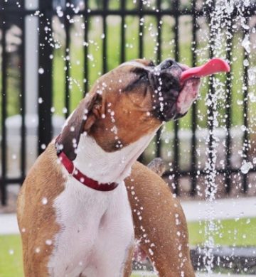 14 Pictures That Let Us Understand That Boxer Owners Are Happy People ...