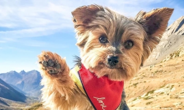 14 Pictures That Let Us Understand That Yorkie Owners Are Happy People ...