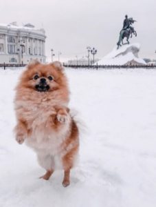 15 Funny Pomeranian Pictures That Can Cheer You Up - Page 2 of 5 - The ...