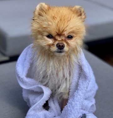 15 Funny Pomeranian Pictures That Can Cheer You Up - Page 3 of 5 - The ...