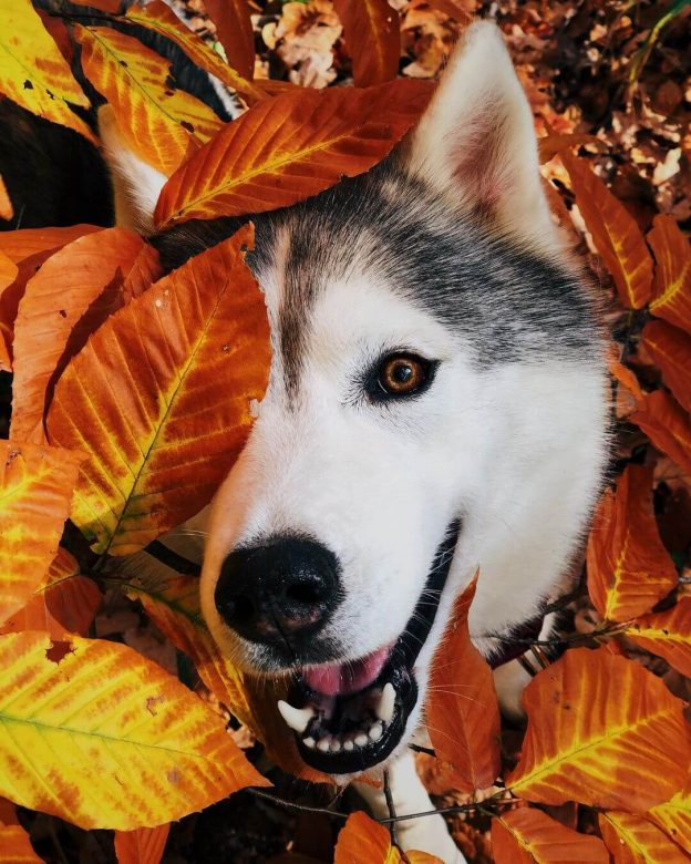 17 Adorable Pics Proving That Siberian Husky Dogs Like Autumn - The Dogman