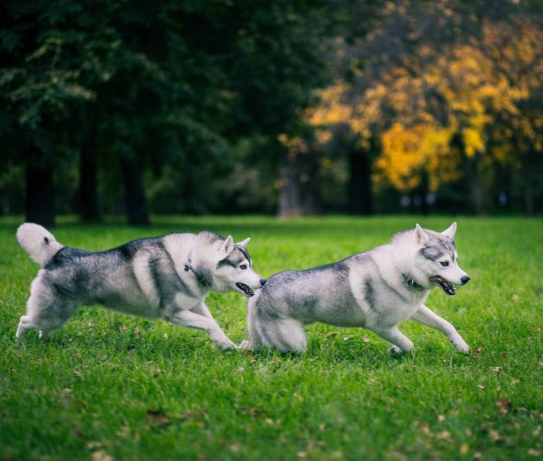 17 Adorable Pics Proving That Siberian Husky Dogs Like Autumn - Page 4 ...