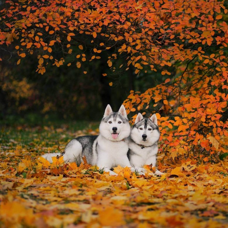 17 Adorable Pics Proving That Siberian Husky Dogs Like Autumn - Page 4 ...