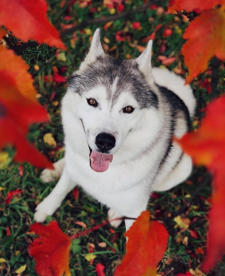 17 Adorable Pics Proving That Siberian Husky Dogs Like Autumn - The Dogman