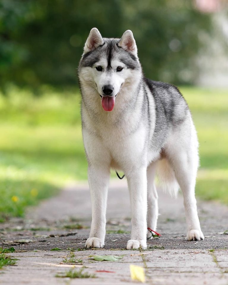14 Cool Facts About Siberian Huskies - The Dogman