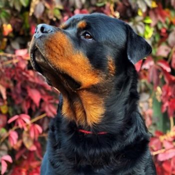 The 15 Happiest Rottweilers That Will Make Your Day - The Dogman