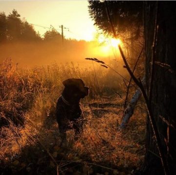 The 15 Happiest Rottweilers That Will Make Your Day - The Dogman