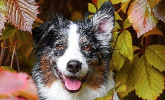 15 Adorable Pics Proving That Australian Shepherd Dogs Like Autumn ...