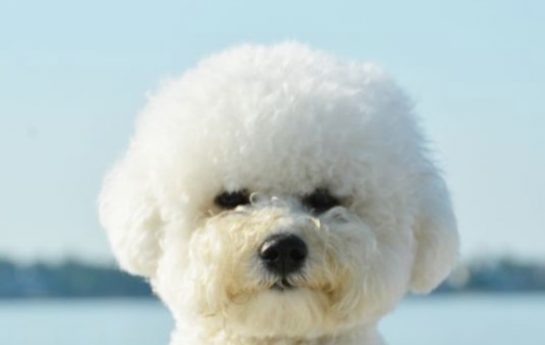 15 Totally Relatable Bichon Frise Memes - The Dogman