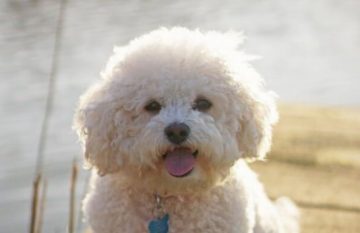 15 Totally Relatable Bichon Frise Memes - The Dogman