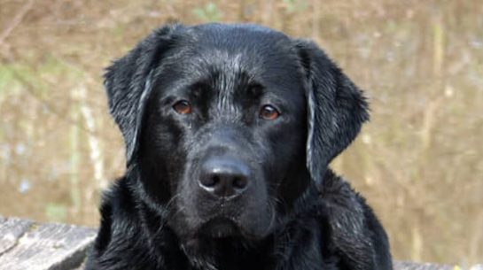 25 Most Popular Dog Breeds in New Zealand - The Dogman