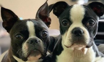 15 Celebrities with their Boston Terriers - The Dogman