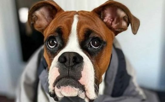 20 Most Popular Dog Breeds in Japan - The Dogman