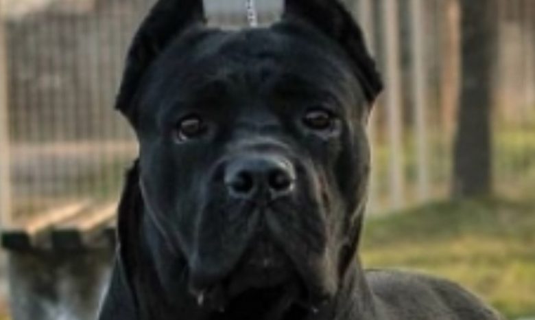 15 Cane Corso Memes You’ll Find Too Cute - The Dogman