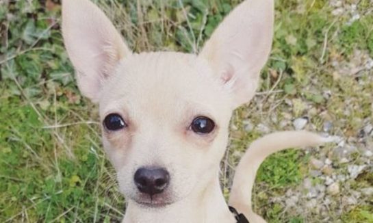 15 Hilarious Samoyed Dog Memes You'll Laugh at Every Time - The Dogman