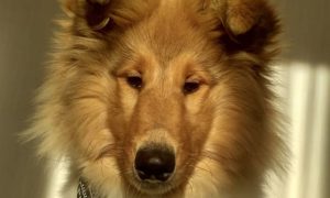 15 Interesting Facts About Collies - The Dogman