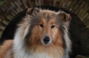 15 Interesting Facts About Collies - The Dogman